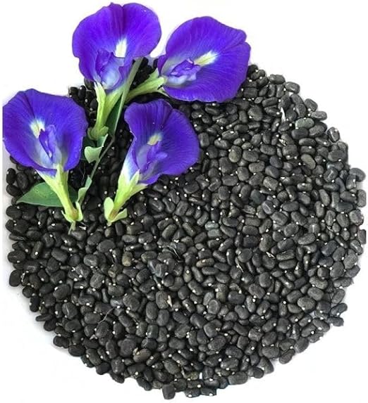 Amazon.com : Butterfly Pea Flower Seeds, 100 Blue Butterfly Pea Vine ...