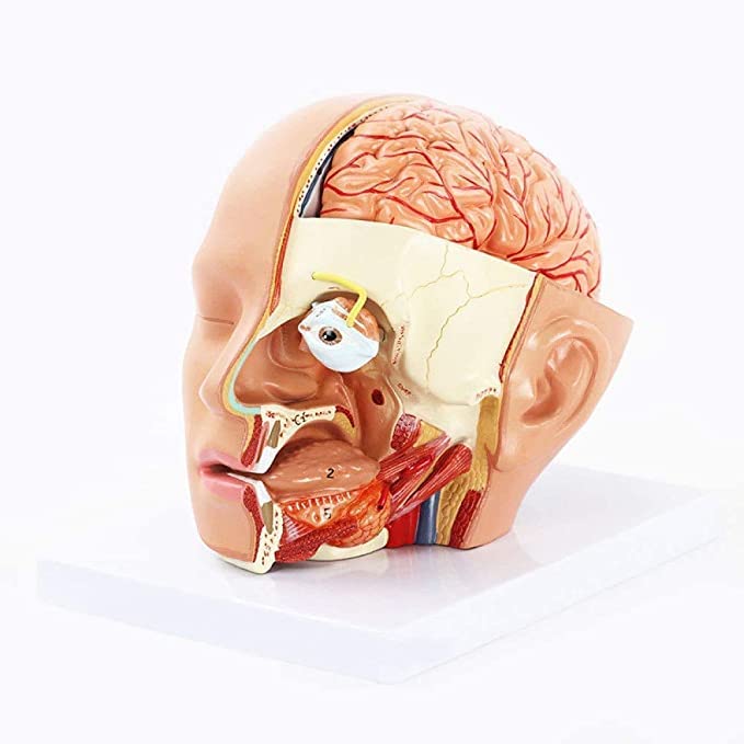 Life Size Human Head Dissection Model Display 4 parts Head Skull ...