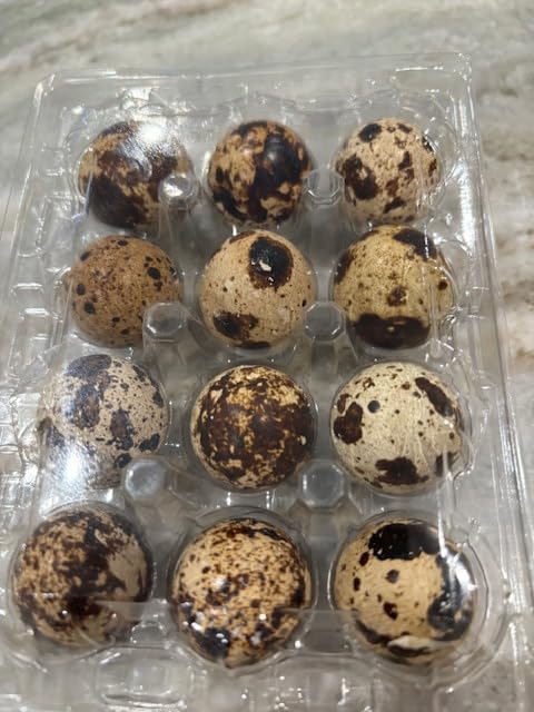 Amazon.com: JAPCHET 120 Pack 15 Grid Quail Egg Cartons, Reusable Quail ...