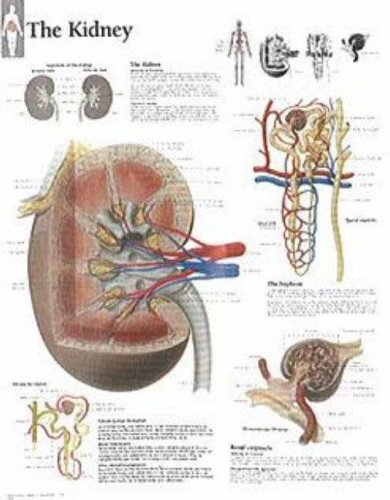 The Kidney chart: Laminated Wall Chart: 9781932922066: Medicine ...