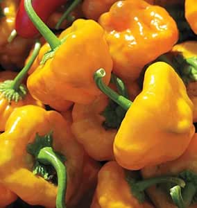 Amazon.com : 3 Yellow Jamaican Scotch Bonnet Pepper, 90 Days Old Super Hot Pepper Live Plants ...