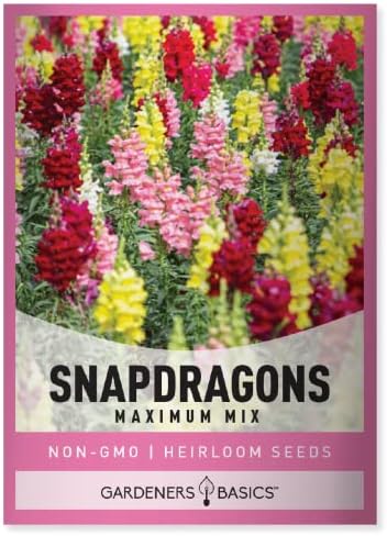 Amazon.com : Ammi Dara Flower Seeds for Planting (100 Seeds) - Mixed ...