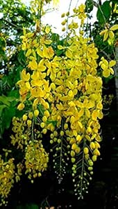 Rameshvar Enterprises | Golden Shower Tree,Amaltas, Bahava - Plant (1 Healthy Live Plant ...