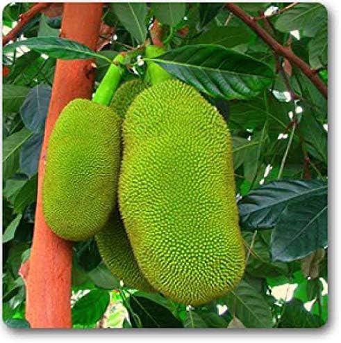 Rahaman Thai Green Jackfruit Tree Plant, Hybrid Grafted All Time Green ...