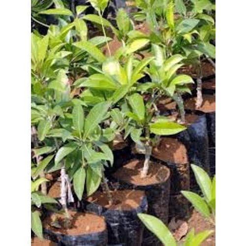 Green Earth Agro Lab Chikoo Kalapati Live Plant (Pack of 6) : Amazon.in ...