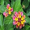 Amazon.com : Generic 150+Mix Lantana Seeds for Planting-Perennial Lantana Camara Seeds Garden ...