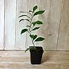 Scented Evergreen Orange Tree Citrus Fruit Houseplant Grow Your Own ...