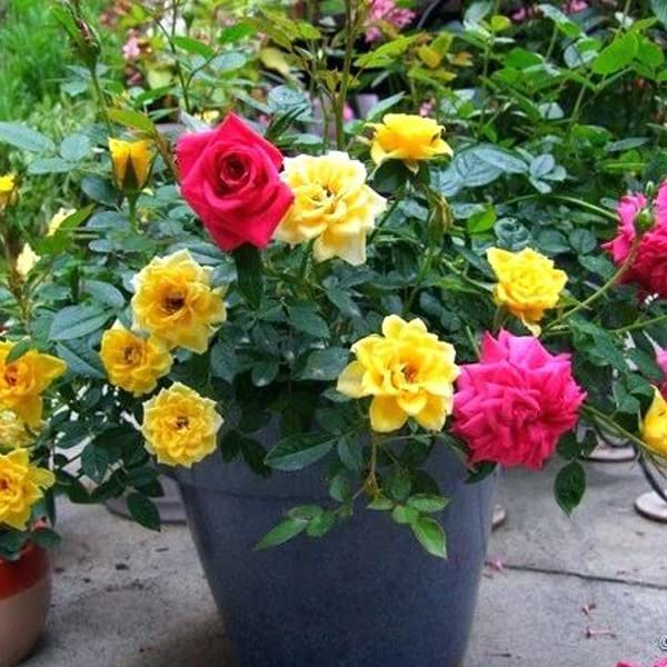 MS GREEN NURSERY ROSE /GULAB PLANT : Amazon.in: Garden & Outdoors