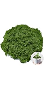 Amazon.com: Fake Green Moss for Crafts 7 Oz Decorative Artificial Moss ...