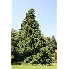 Amazon.com : Western Hemlock | Small Tree Seedling | The Jonsteen ...