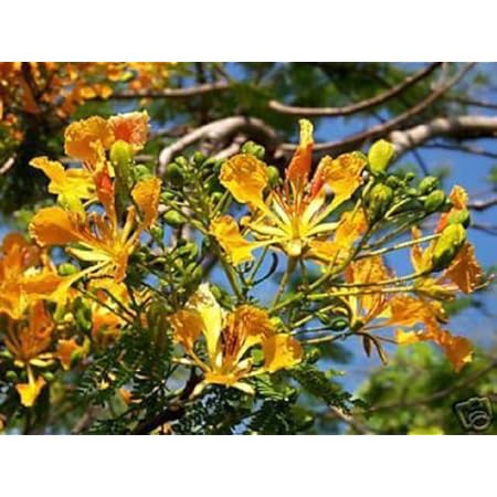 Amazon.com : DELONIX REGIA YELLOW FLAMBOYAN ROYAL POINCIANA RARE BONSAI ...