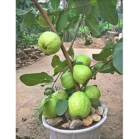 InGreen Hybrid Allahabad Safeda Variety Guava Grafted Live Plant[v16 ...
