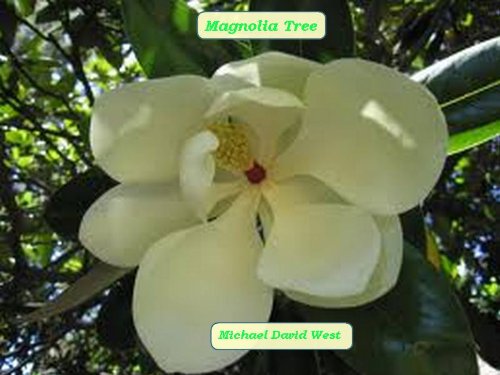 Amazon.com: Magnolia Tree eBook : West, Michael: Books