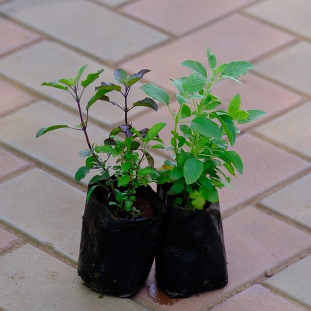 Set of 2 organic Tulsi Planting And CareRama & Shyama) in 4 Garden ...