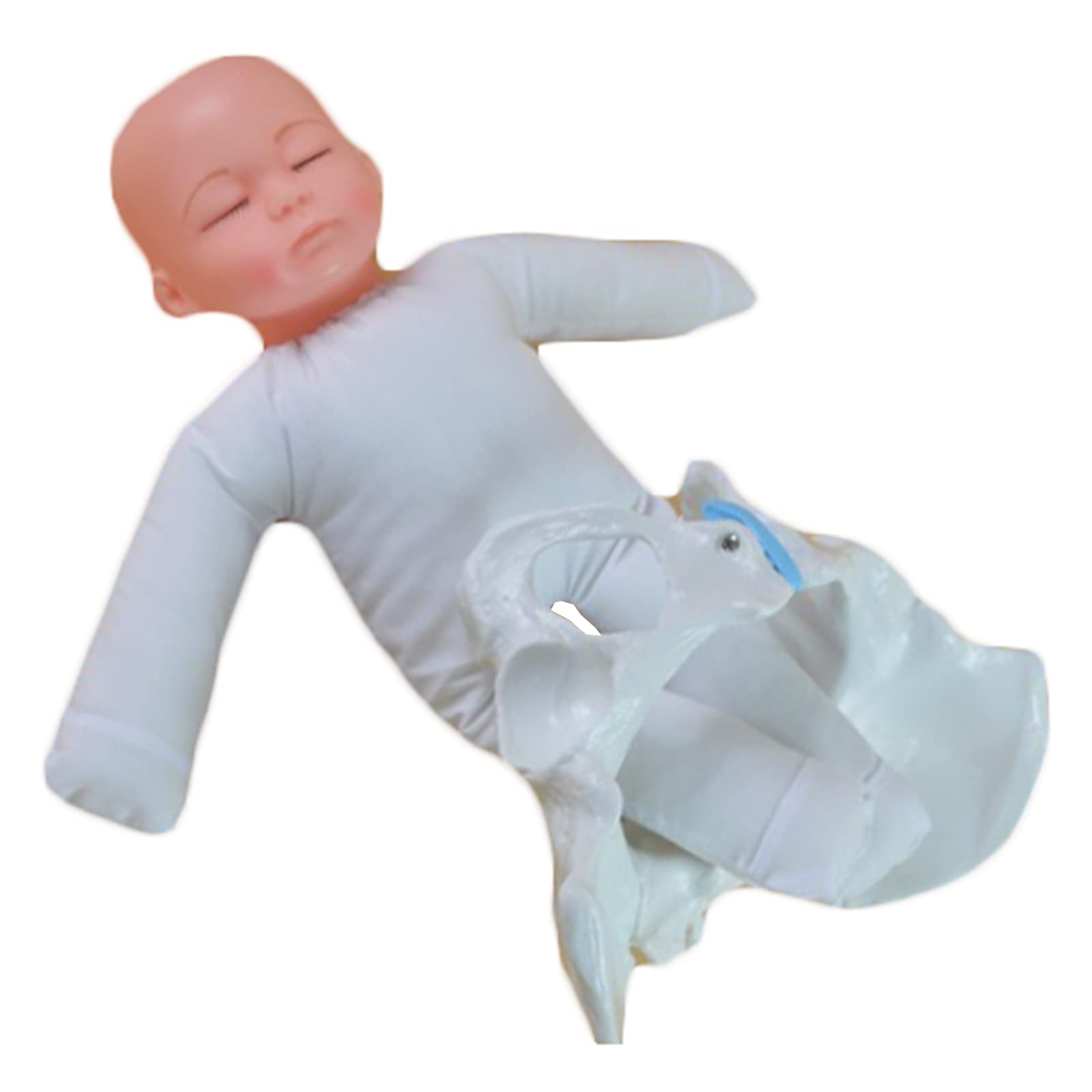 Medical Standard Childbirth Simulator With Models Of Baby Pelvis Female ...