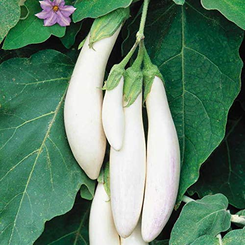 White long Brinjal -Baigan ke beej Vegetable Seed-Pack of 50 Seeds ...