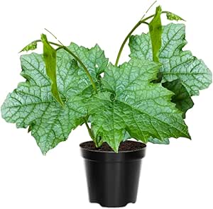 Amazon.com : Luffa Plants Live, Live Luffa Plants, 02 Plants in 4 Inch ...