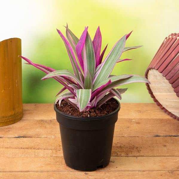 Rhoe compacta Plants : Amazon.in: Garden & Outdoors