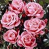 Amazon.com : Lady Rose Bush Live Plant, Fragrant Rose Plant Live for ...