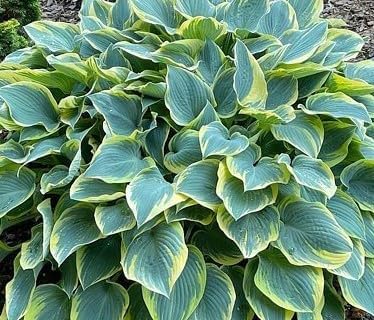 Amazon.com : 5 First Frost Hosta Bareroot Plants : Patio, Lawn & Garden