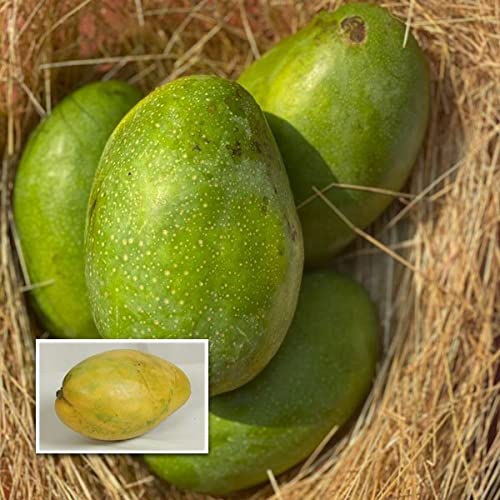 Athidhi Garden Mango (Imam Pasand, Graft) Live Healthy Fruit Plant ...