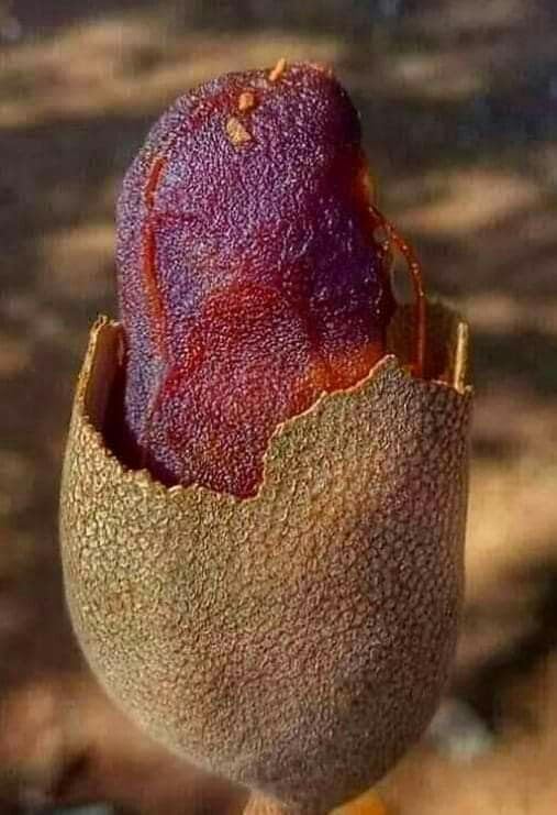 Chitra Garden Thai Sweet Imli Grafted Live Plant Tamarindus indica ...