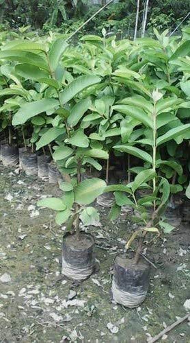 Maan organic farms Guava Plant Grafted Allahabad 2-2.5 ft : Amazon.in ...