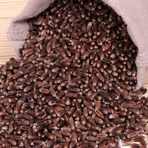Kala Gehu BWG0129 - Hybrid Black Wheatgrass Seed- 25 : Amazon.in ...