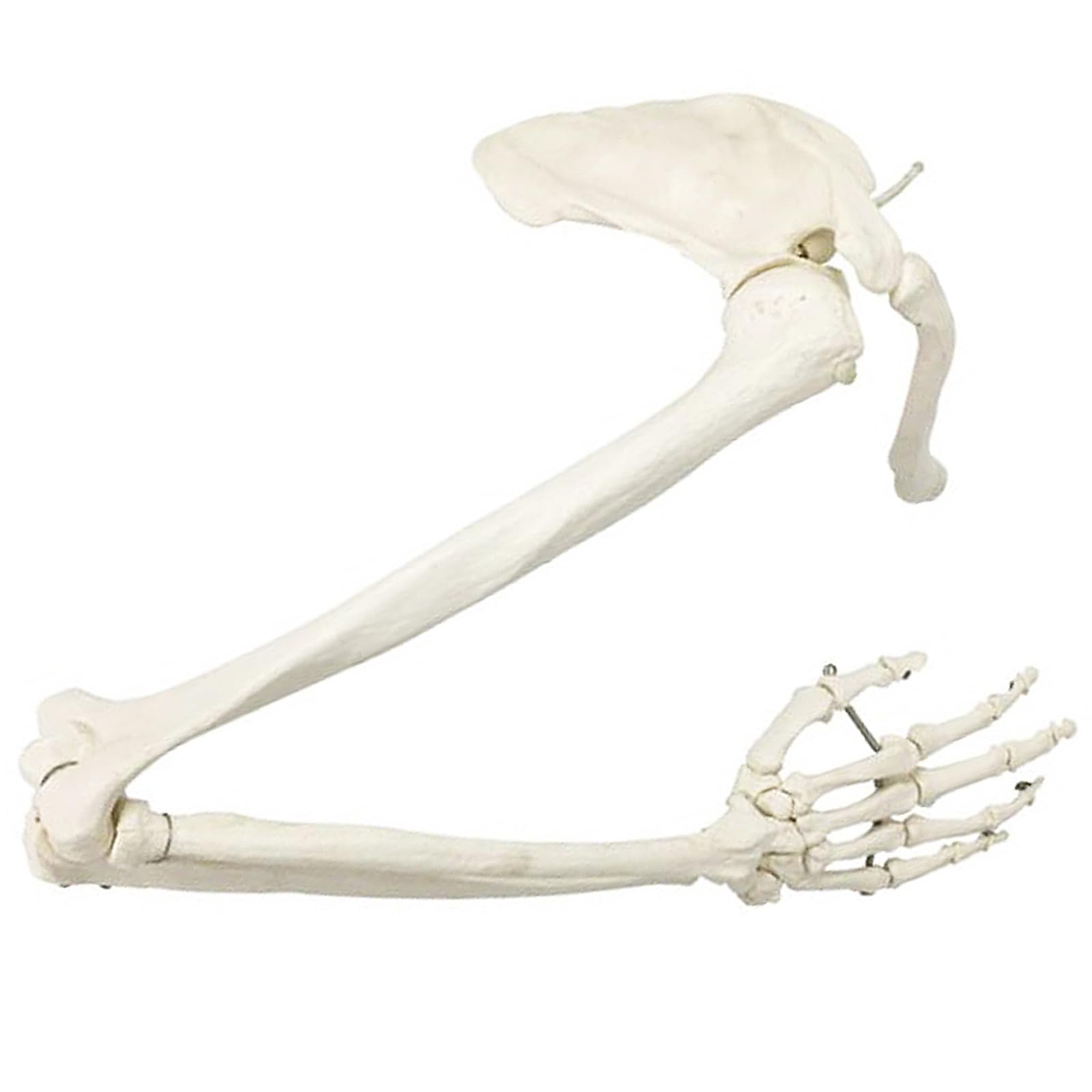 Arm Region Skeletal Bone 3846