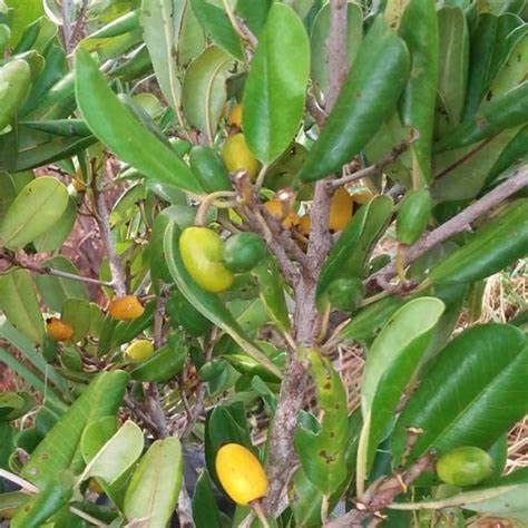 Mphmi Live Plant Nursery NCR Plants Khirni Plant Fruits Manilkara ...