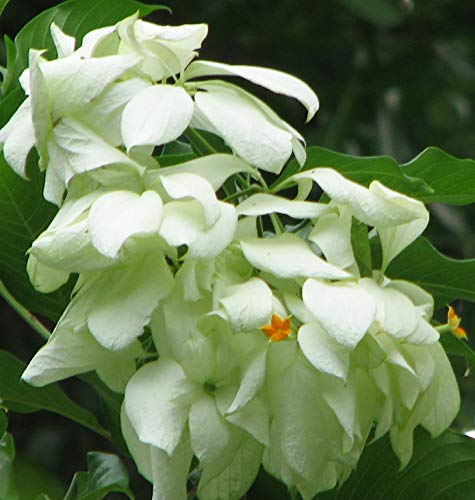 Plants Point Live White Musanda Dwarf Mussaenda Flower Plant : Amazon ...