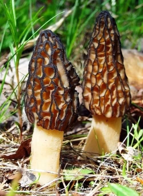 Amazon.com : RAISE ME UP: Black Morel Mushrooms Spores (Morchella ...