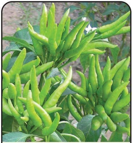 Creative Farmer Pepper Chilli Hybrid Bengali Surajmukhi Type Seeds ...