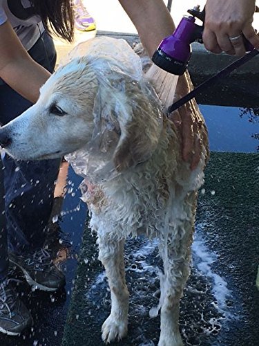 How To Protect Dogs Ears When Bathing