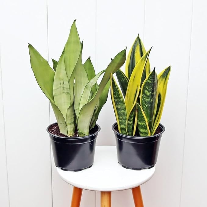RVG Snake Plant | Sansevieria | with coco peat and grow pot for homes ...