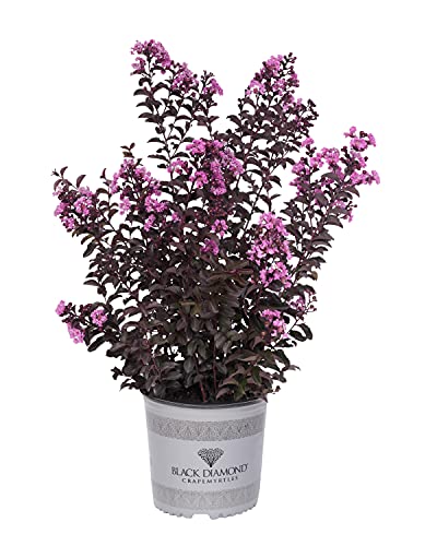 How to Care for Black Diamond Crape Myrtle Fast-Growing Low Maintenance ...
