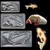 Amazon.com: 3D Fish Shaped Jelly Molds PP Plastic Chocolate/Candy ...