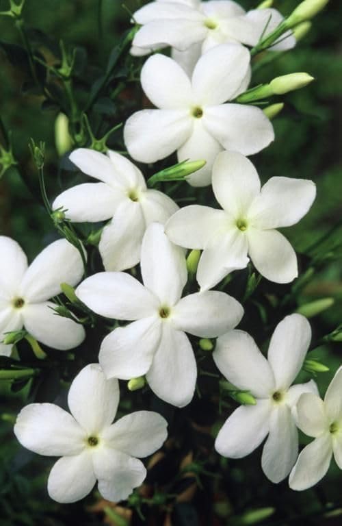 2 WHITE JASMINE/TOGOR FLOWER PLANT OUTDOOR GARDEN LIVE ORGANIC GRAFTED ...