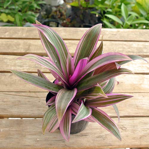 Rhoeo Variegated Live Natural Plant : Amazon.in: Garden & Outdoors