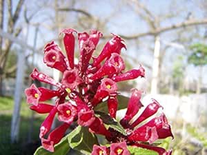 Amazon.com : Cestrum elegans Ruby Red Quart Plant : Patio, Lawn & Garden