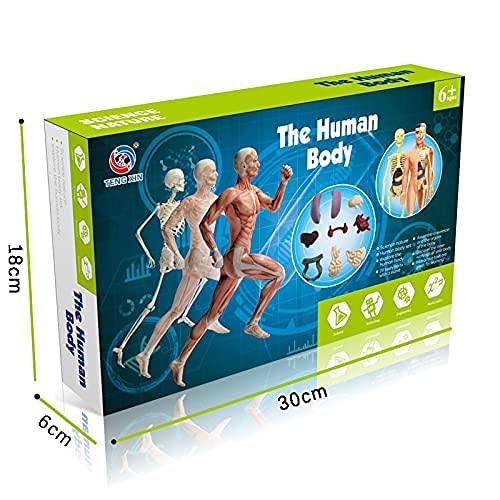 Buy Human Body Model For Kids Human Torso Body Anatomy Model With 