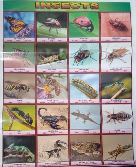 Insects Chart : Amazon.in: Toys & Games