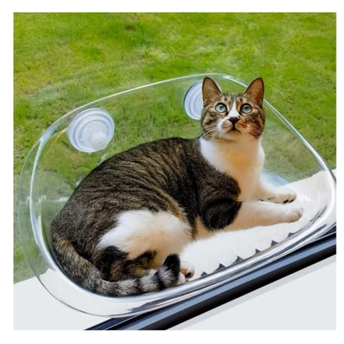 Window Cat Box — porównanie 15 najlepszych produktów — Wild Poradnik