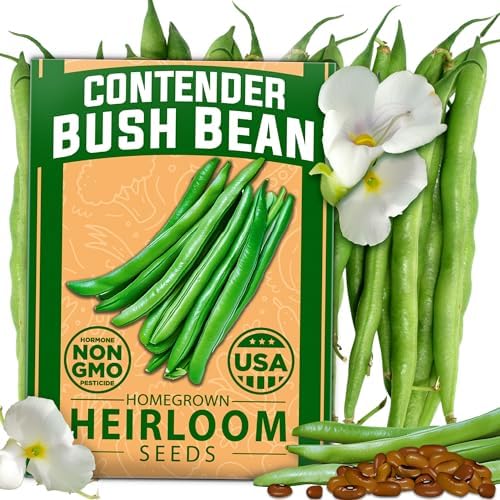 Amazon.com : HOME GROWN Contender Bush Bean Seeds Pack - 28 Seeds - USA ...