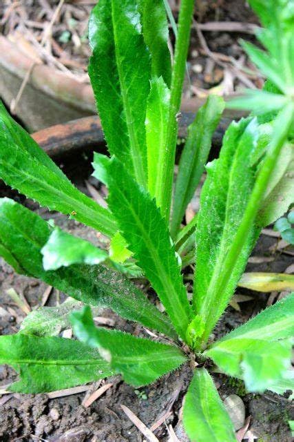 Mexican Coriander Medicinal Plant - My Dream Garden | Powerful Herbal ...