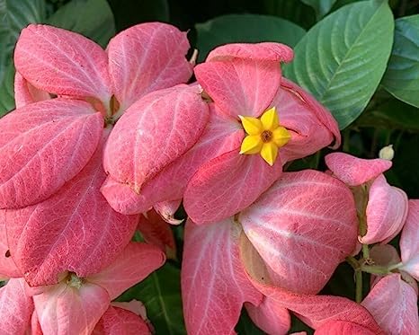 Mampi Garden Pink Musanda Dwarf Mussaenda Erythrophylla Ashanti Blood ...
