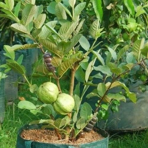 Cloud Farm Taiwan pink guava plant grafted,plant for taiwan pink ...