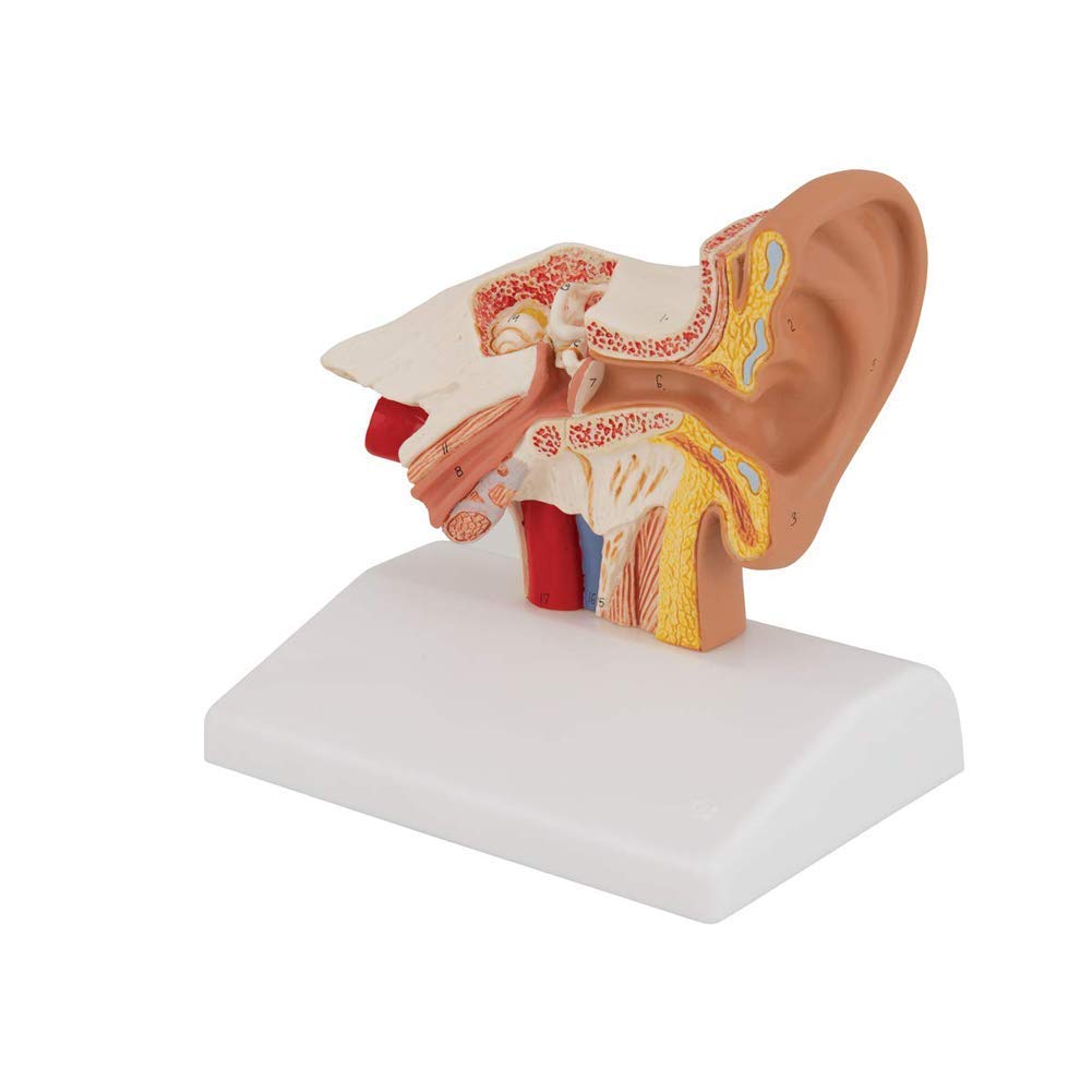 Educational Model Ear Model Human Anatomy Model Ear Model Desktop ...