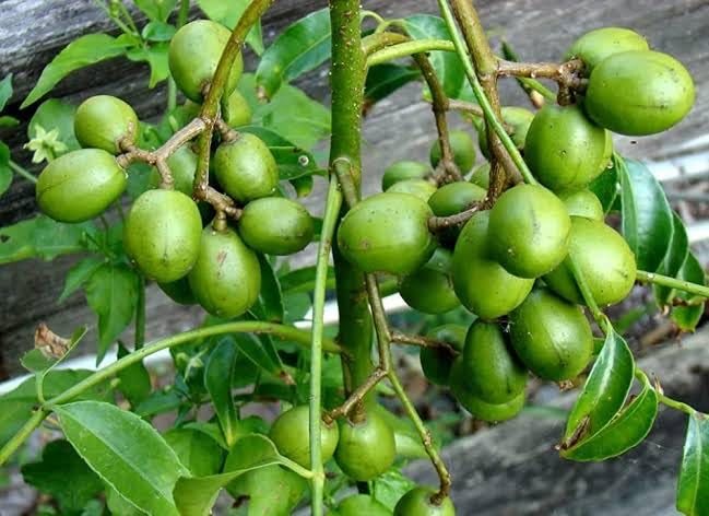 Live Red Hog Plum plant/Amra outdoor Fruit&Fruits tree All Time Hog ...