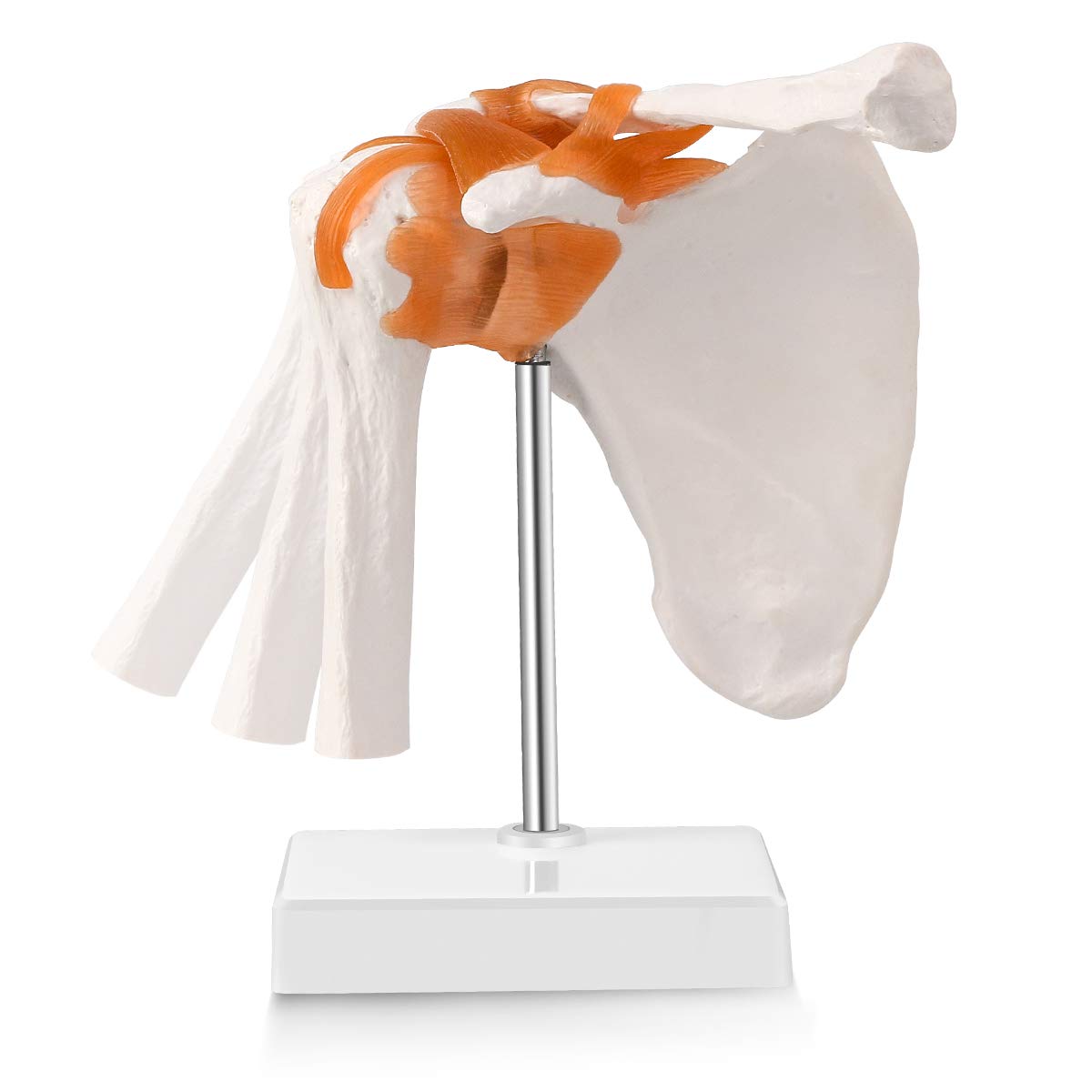 Snapklik.com : LYOU Human Shoulder Joint Model, Life Size Flexible ...